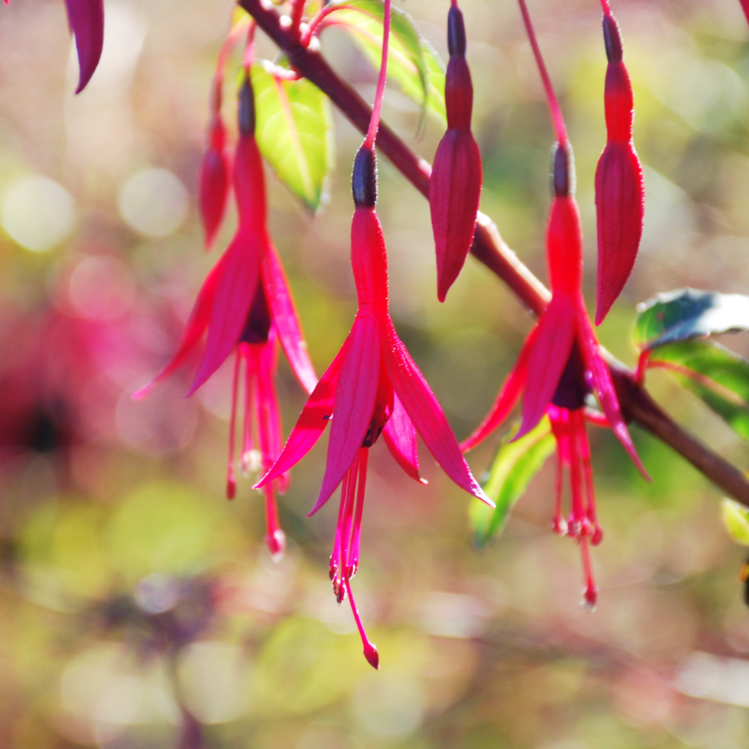 Kōtukutuku - MyNativeForest